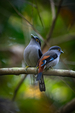 Musa Jungle Retreat, Manas National Park, Indien bei AFRIPOLAR SAFARIS