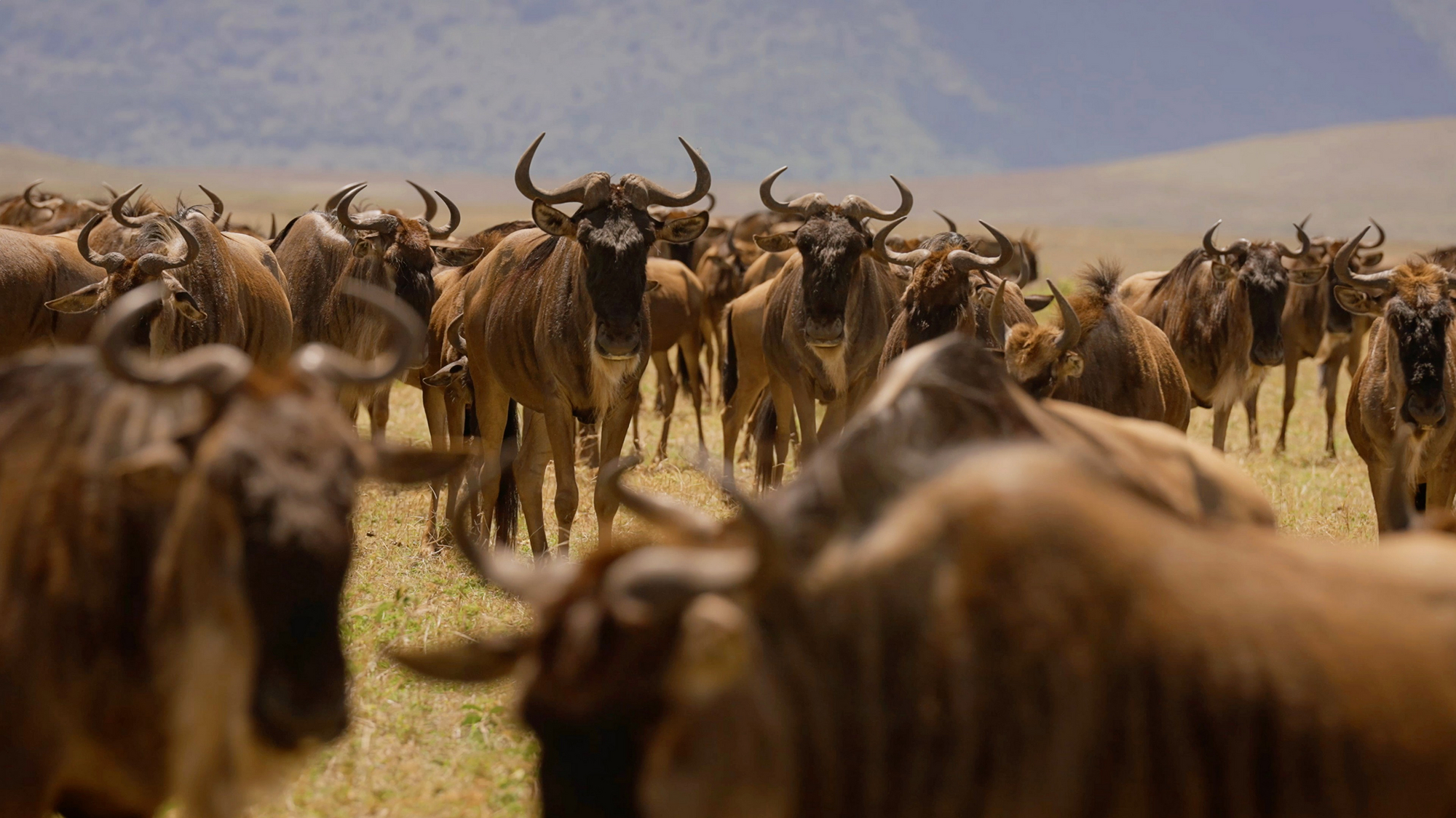 Laba Ngorongoro Crater, Ngorongoro Conservation Area, Tansania bei ...